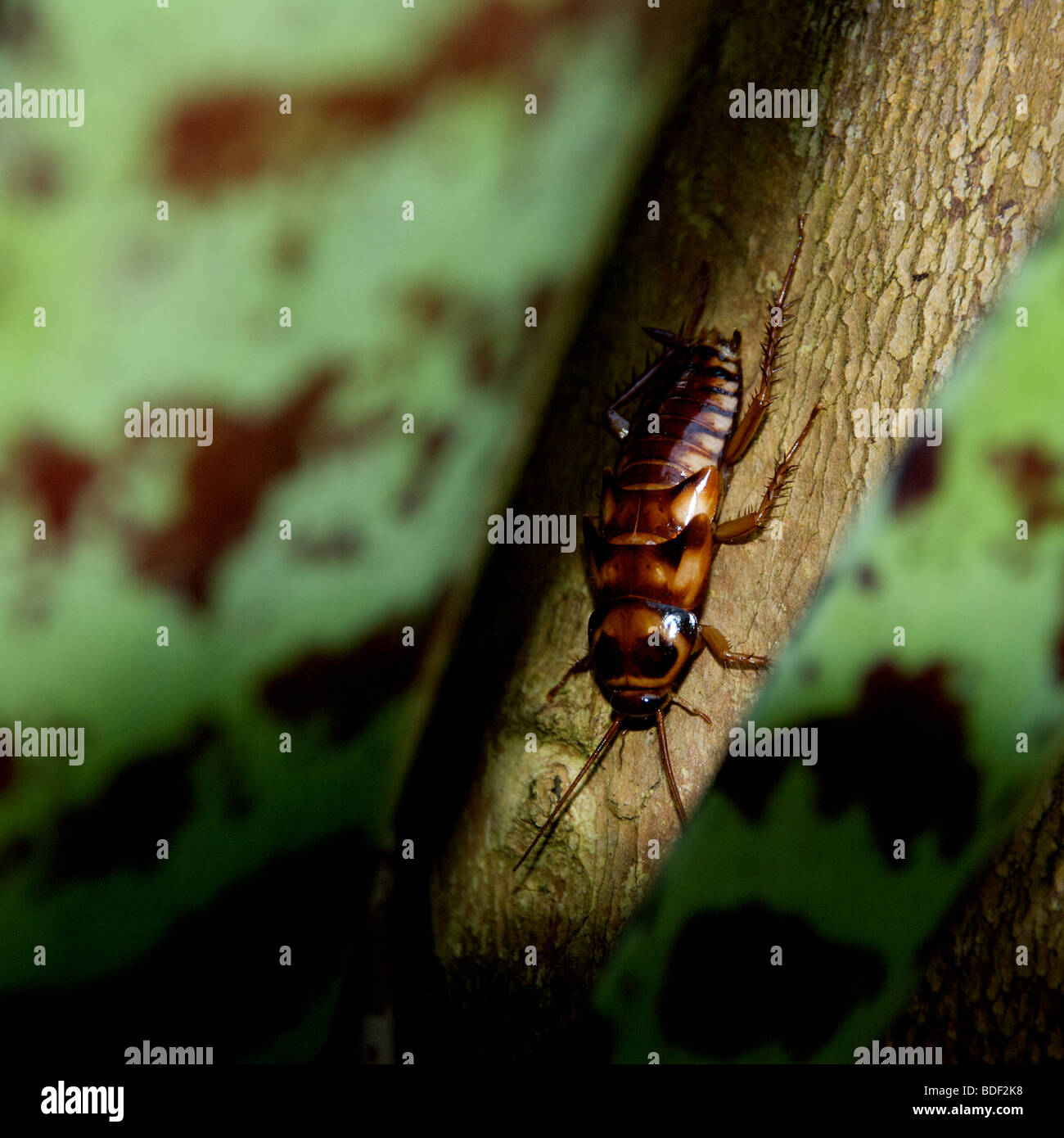 Cockroach bite hi-res stock photography and images - Alamy