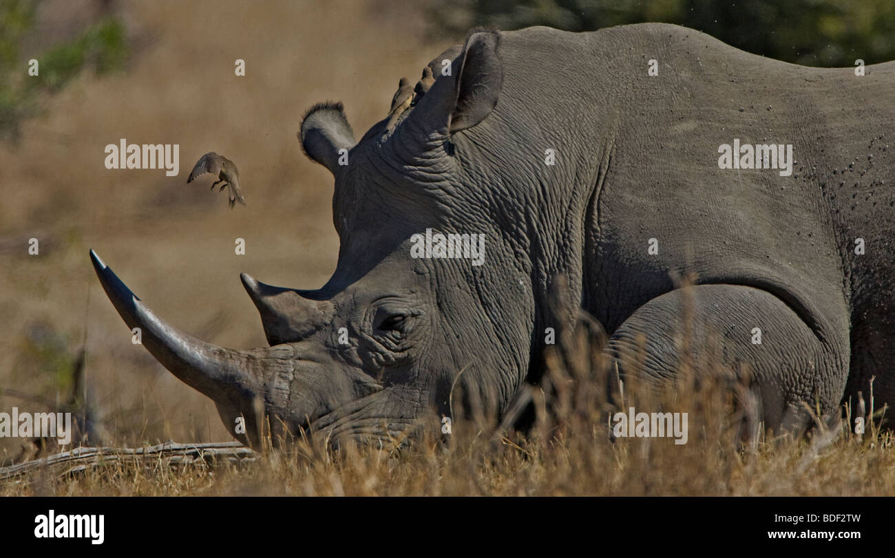White Rhinoceros with Oxpeckers Stock Photo - Alamy