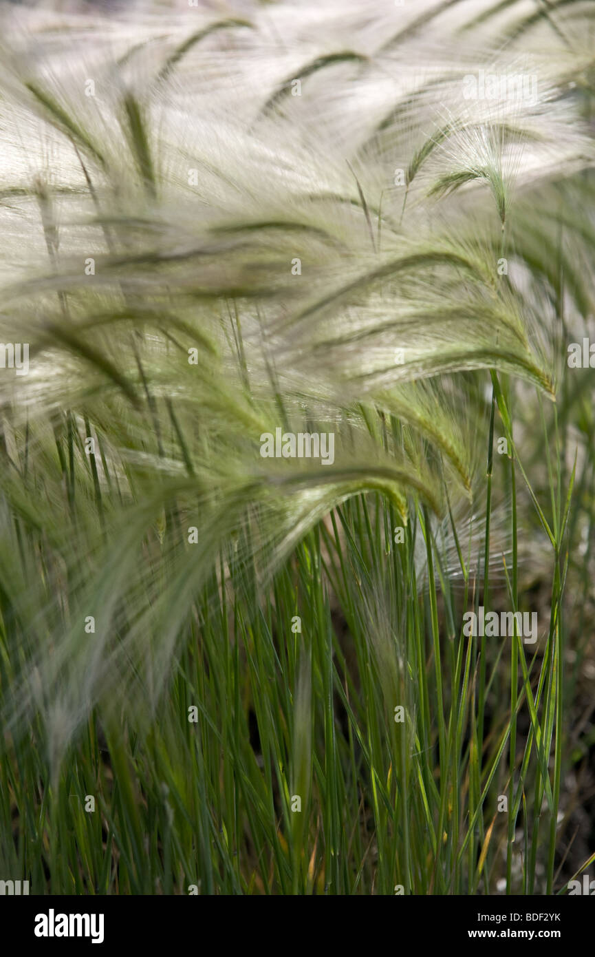 Seeds foxtail grass in wind hi-res stock photography and images - Alamy