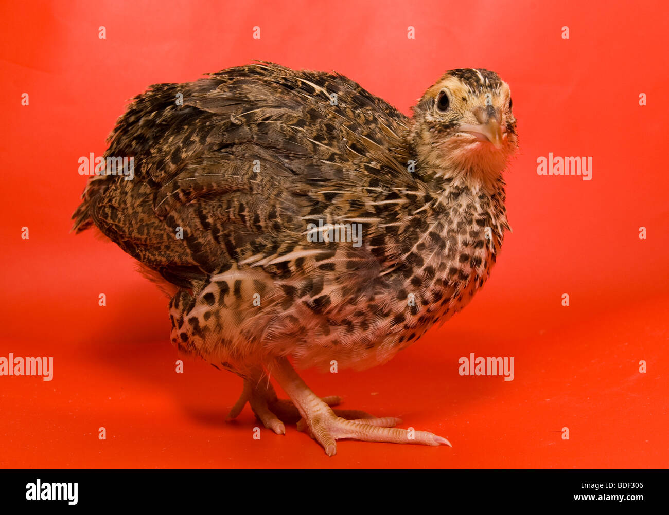 Japanese quail coturnix japonica hi-res stock photography and images ...