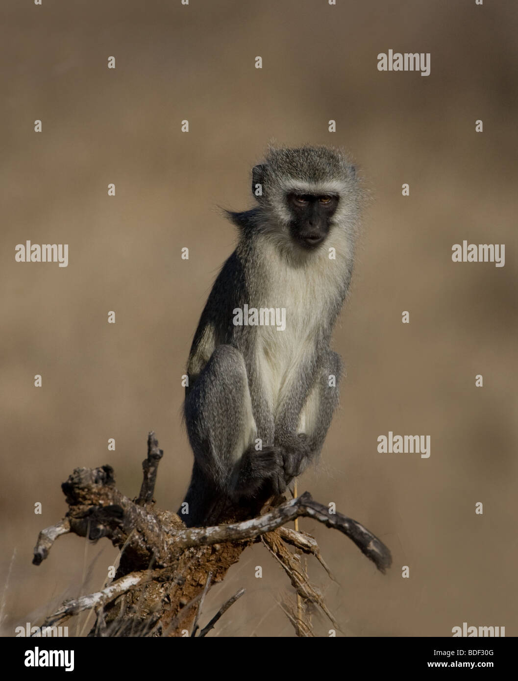 Kruger national park safaris hi-res stock photography and images - Alamy