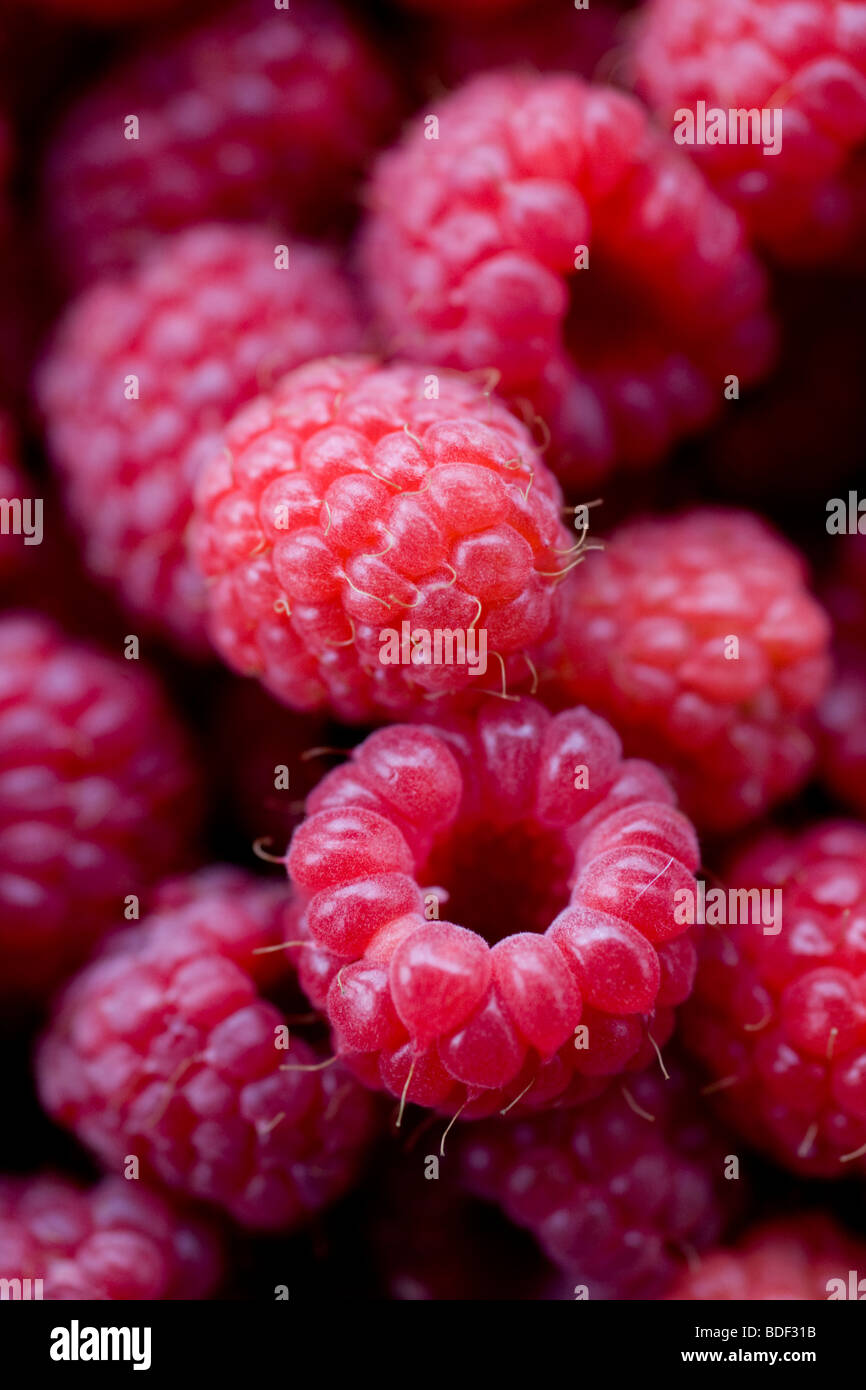 Close up of freshly picked raspberry's Stock Photo - Alamy