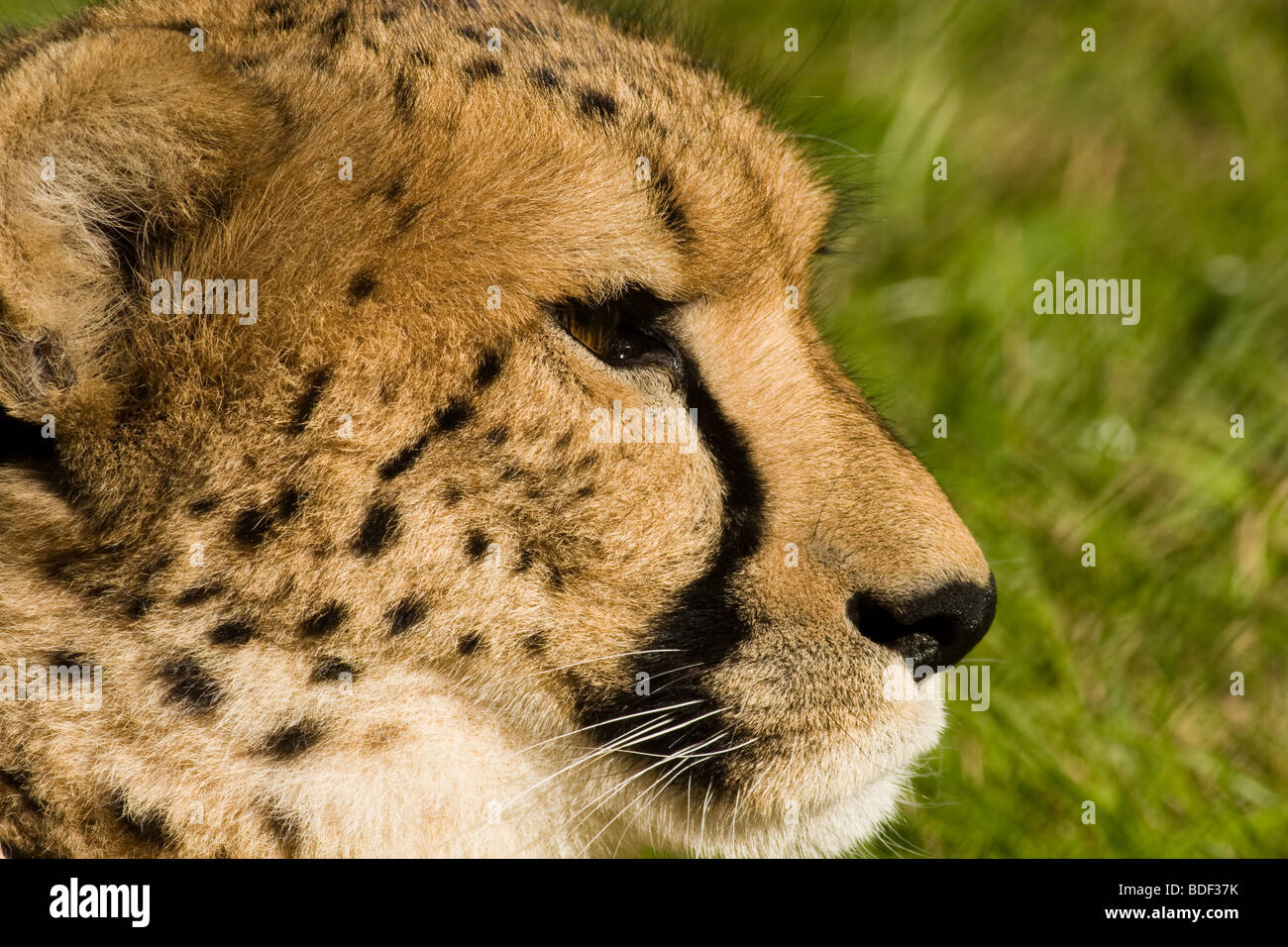 Land predator hi-res stock photography and images - Alamy