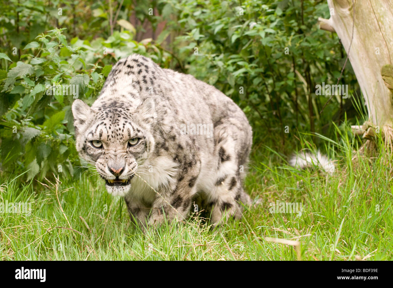 Clouded Leopard Cat High Resolution Stock Photography and Images - Alamy
