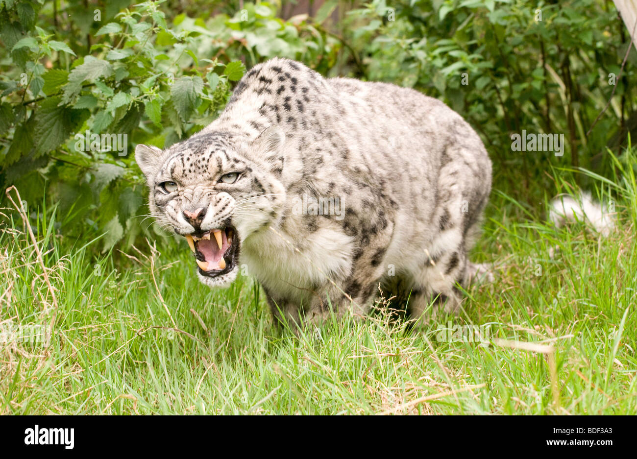 Clouded leopard hi-res stock photography and images - Alamy