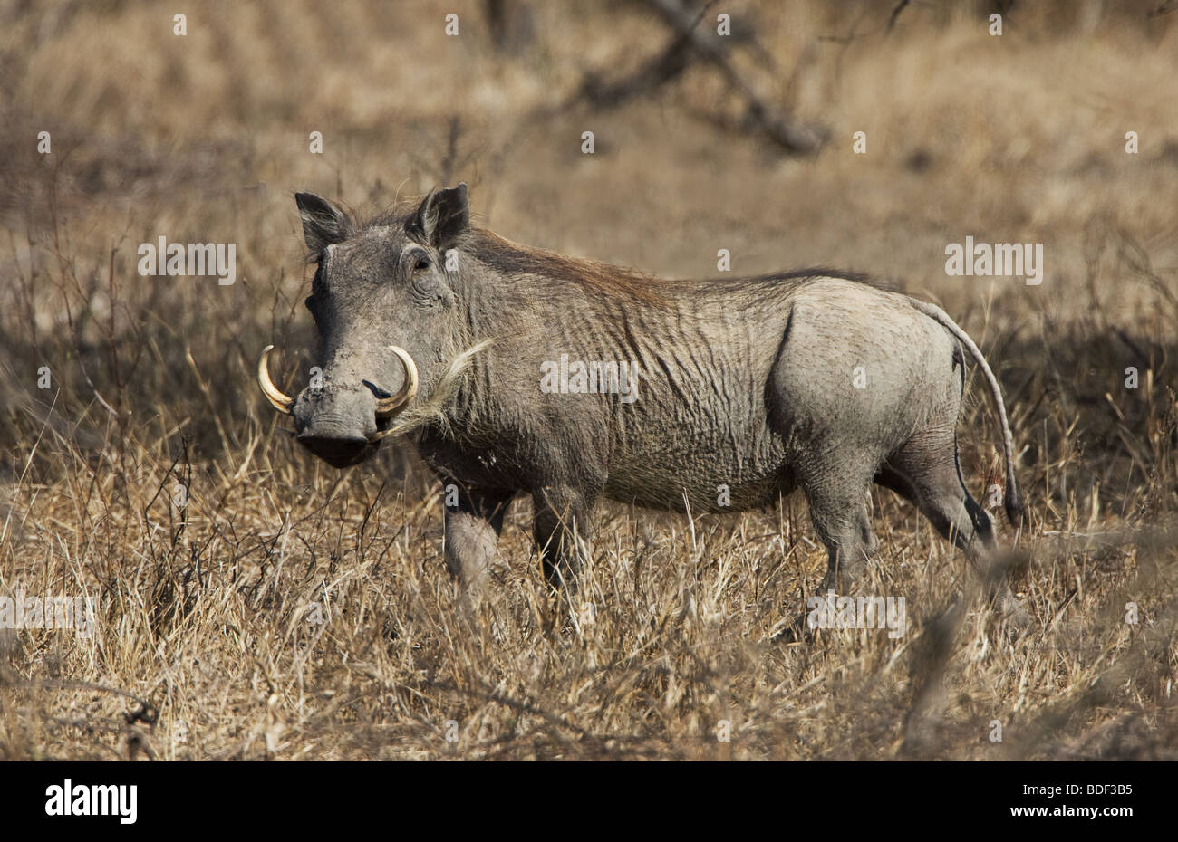 Eggs and dead animals hi-res stock photography and images - Alamy