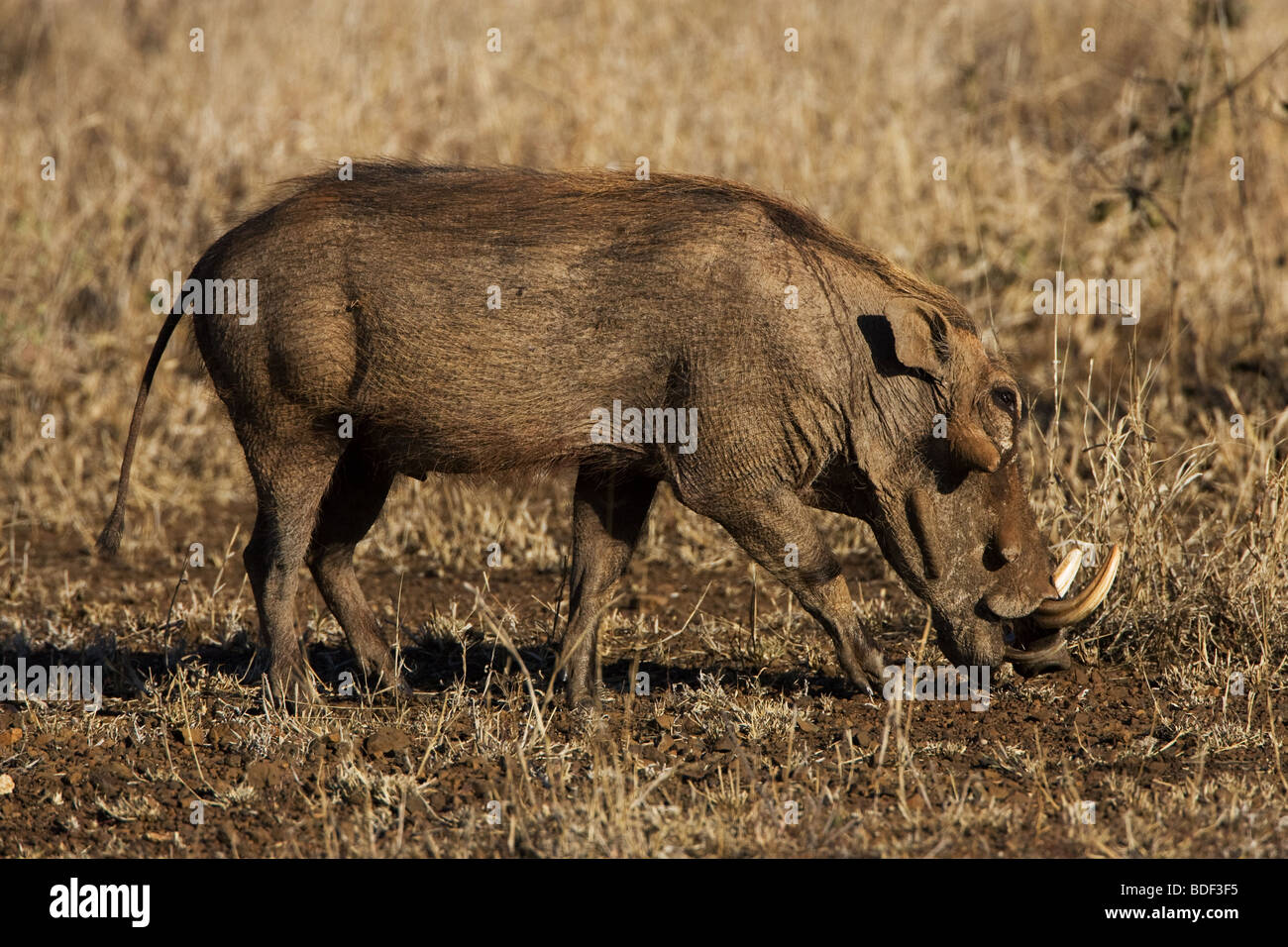 Eggs and dead animals hi-res stock photography and images - Alamy