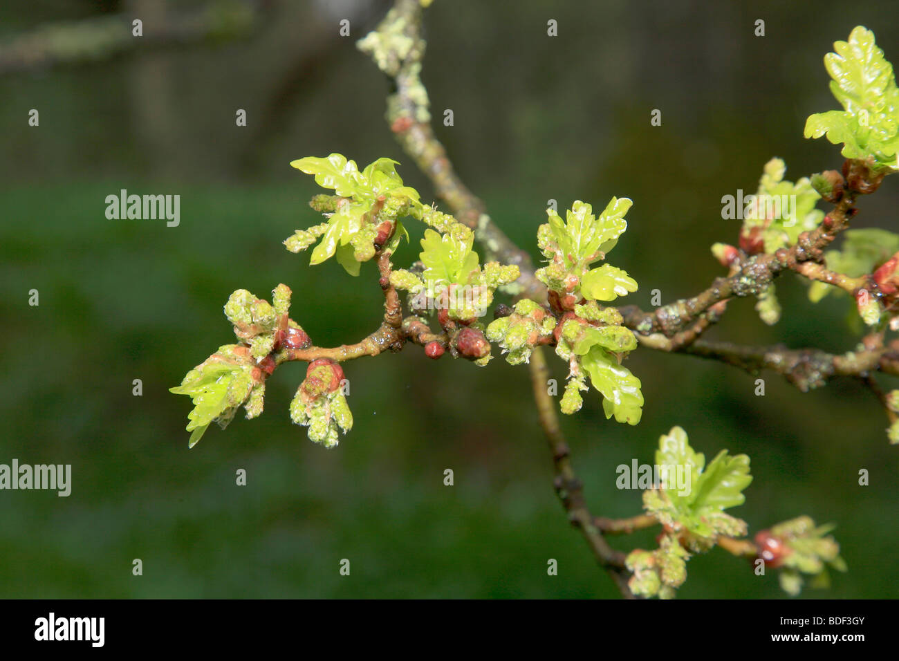 Oak Tree Buds In Spring at Alice Manning blog