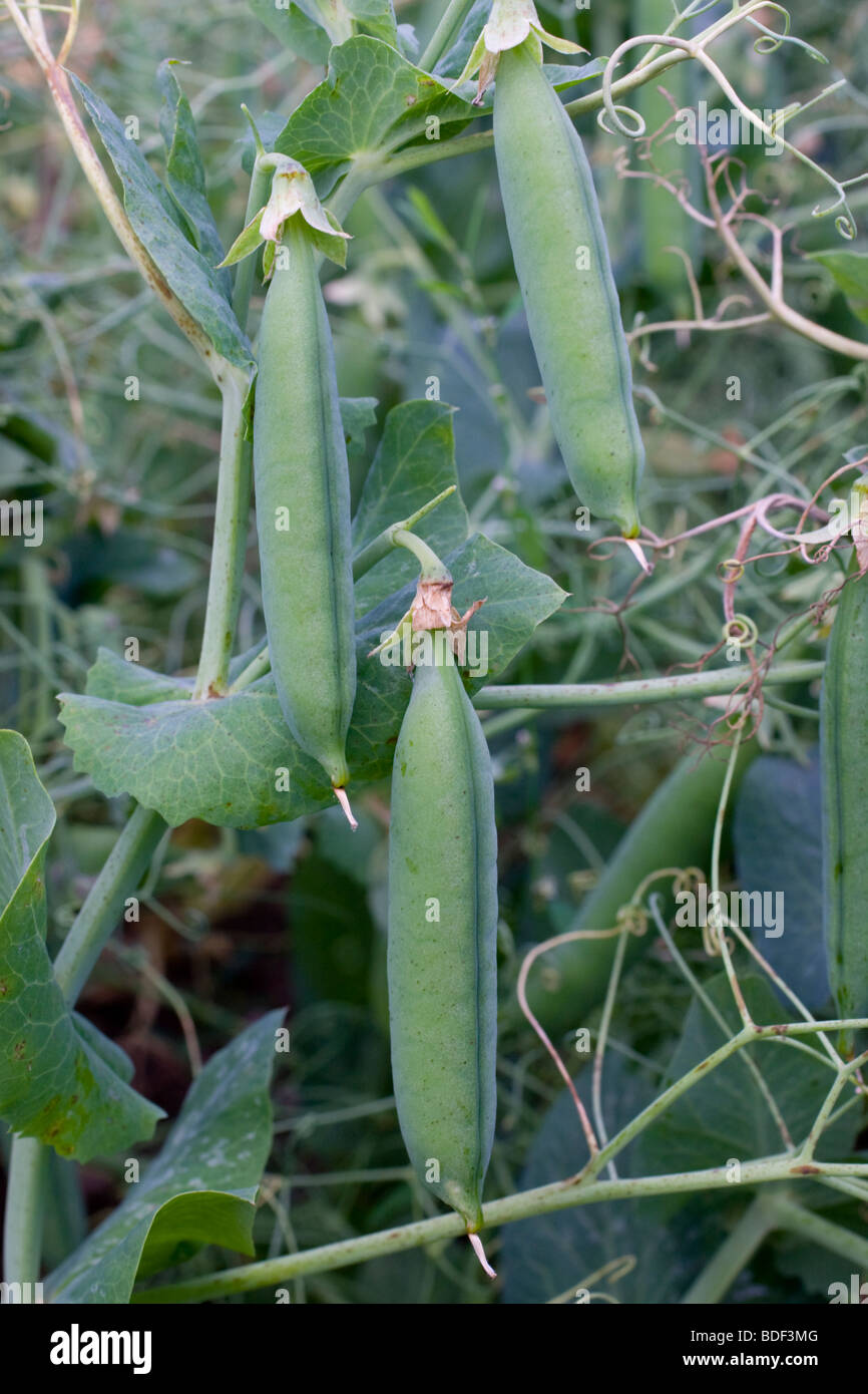 A commercial pea crop growing in Scotland Stock Photo - Alamy