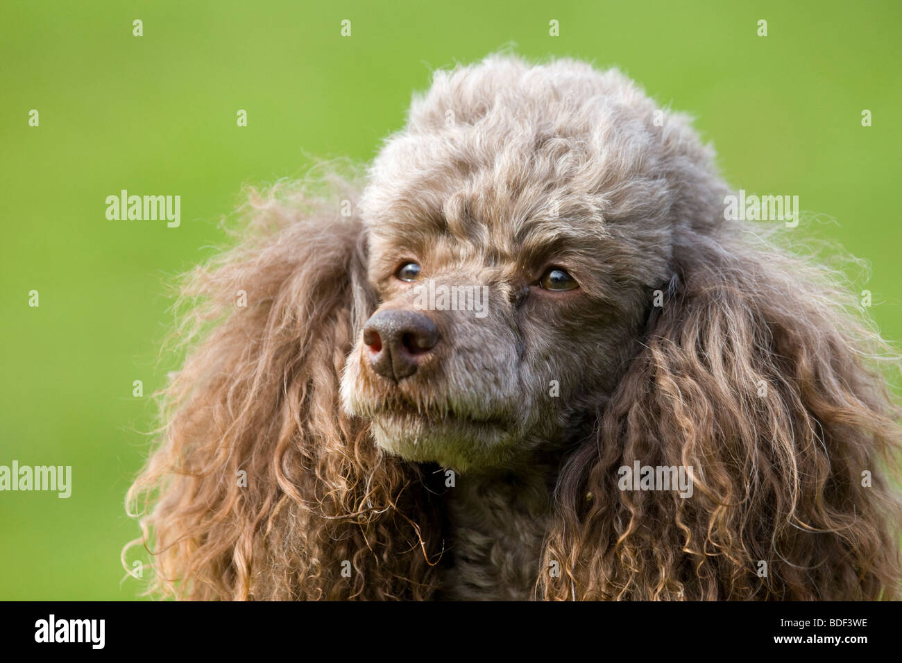 A poodle dog portrait Stock Photo - Alamy