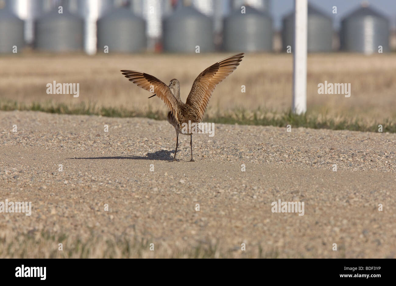 Curlew in flight hi-res stock photography and images - Alamy