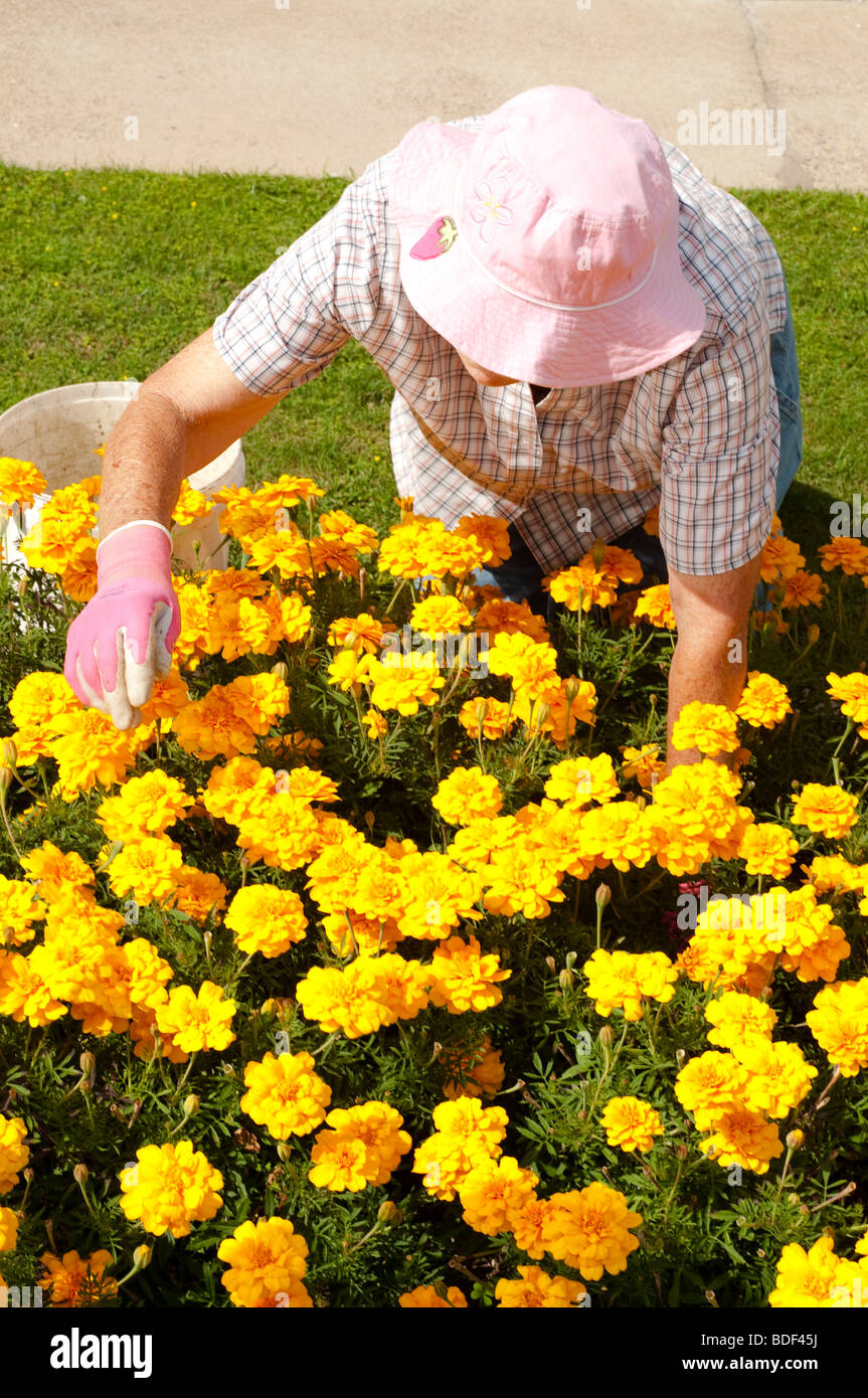 elderly lady in her 80’s pruning flowers from flower bed Stock Photo ...