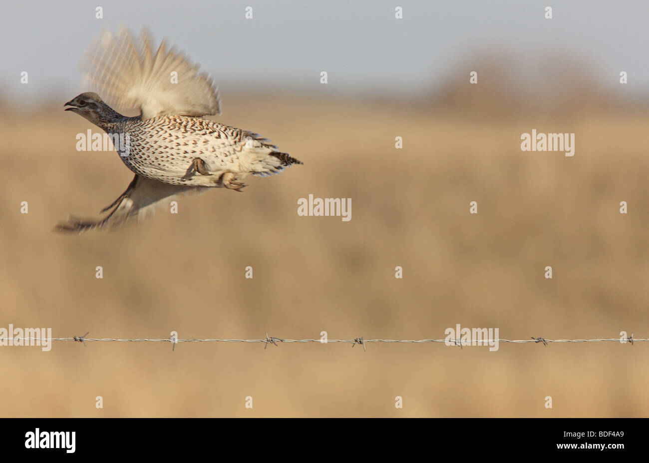 Sharp Tailed Grouse Flying