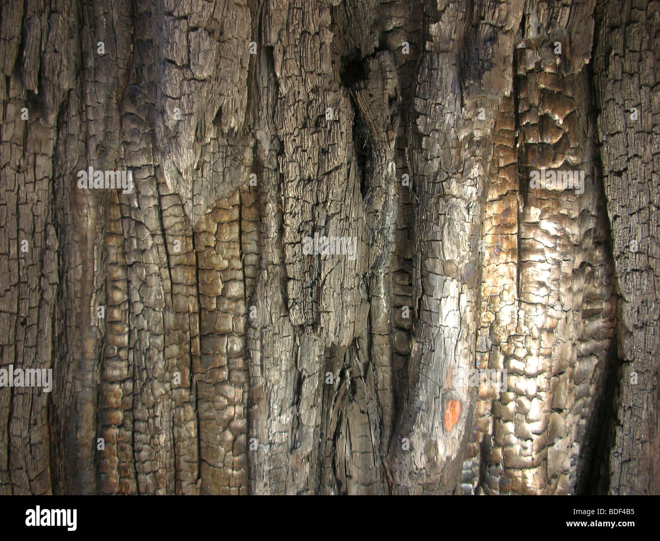 Detail of partially burnt redwood tree (Sequoia Stock Photo - Alamy