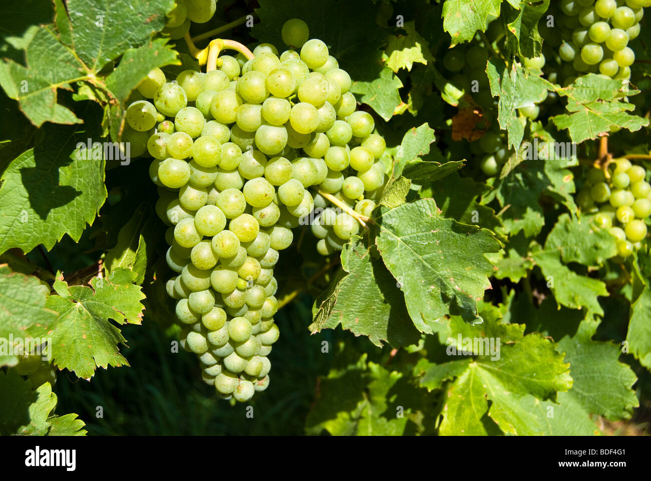 Grapevine detail Stock Photo, Royalty Free Image: 25533761 - Alamy