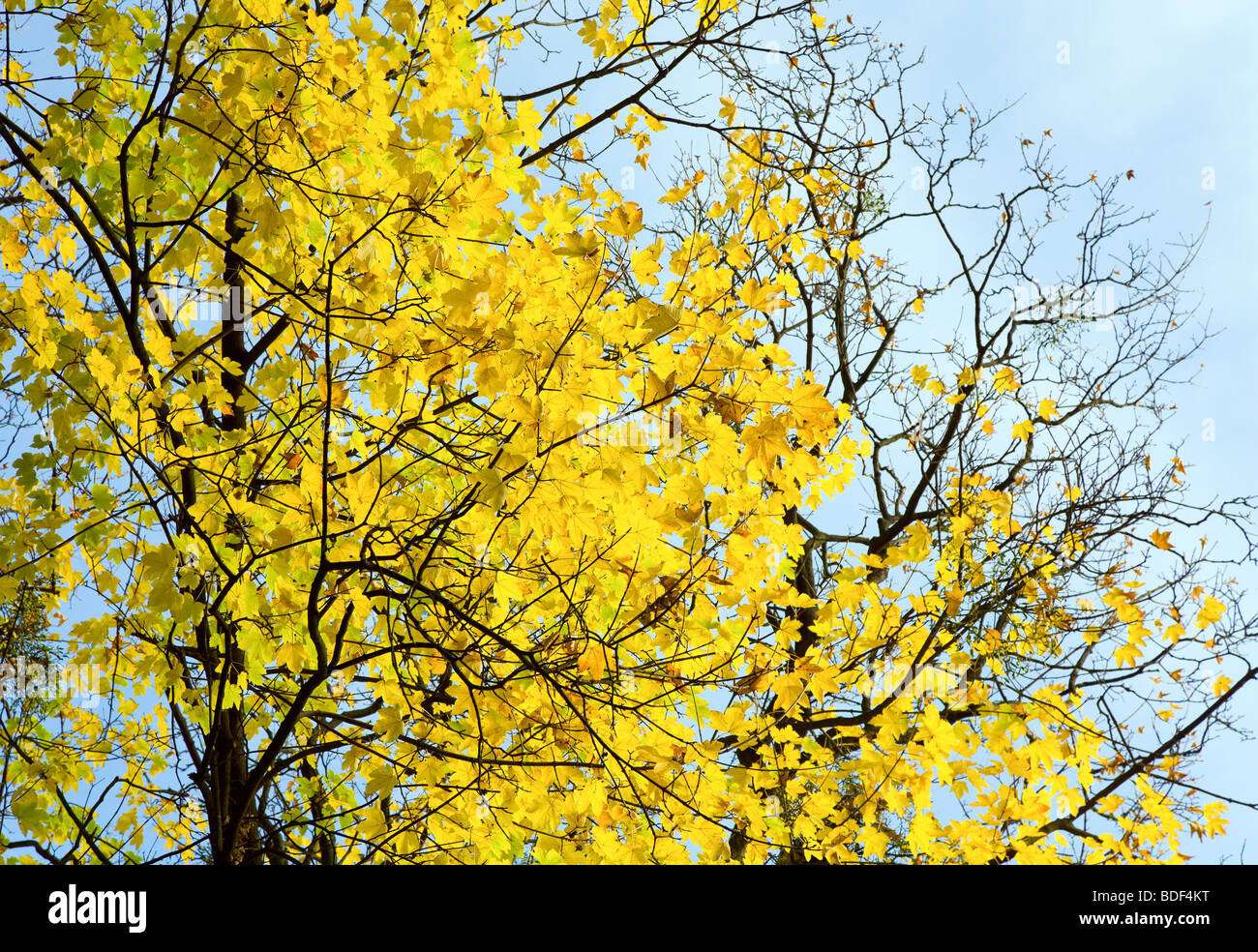 yellow autumn tree twig on sky background Stock Photo - Alamy