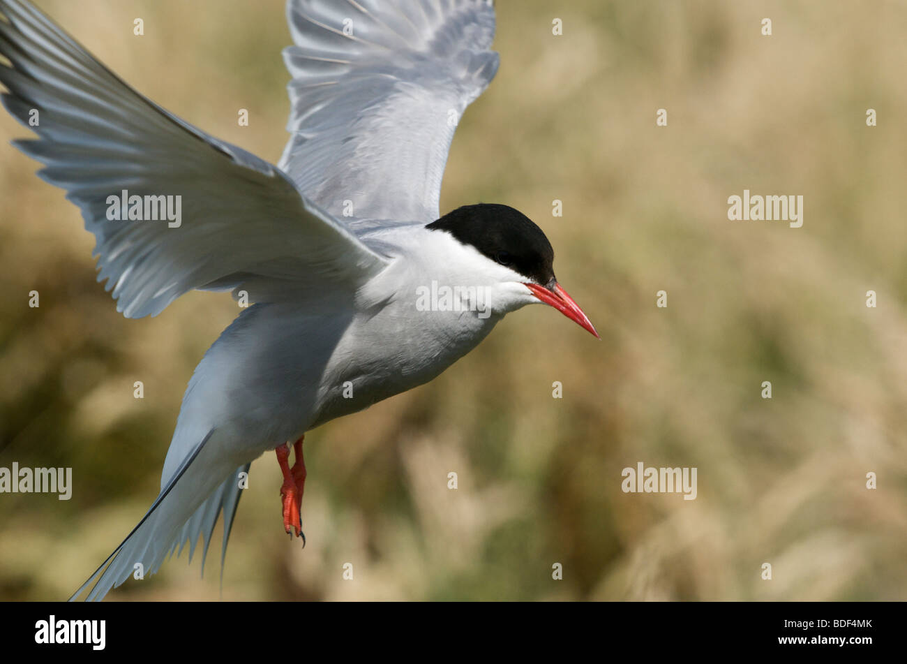 An Arctic Tern flying, Farne Island UK Stock Photo - Alamy