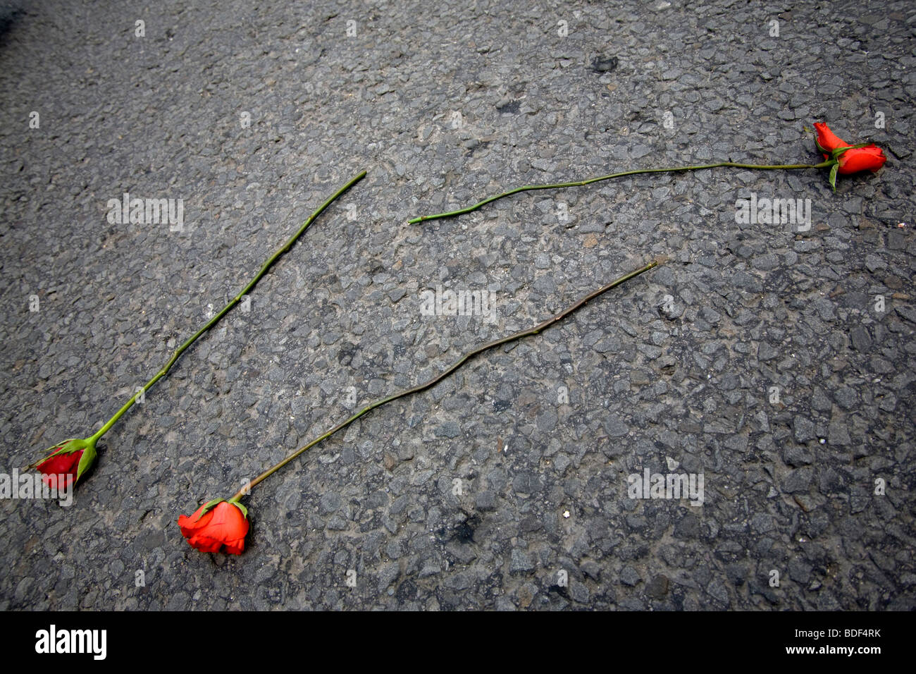 Flower petals crushed hi-res stock photography and images - Alamy