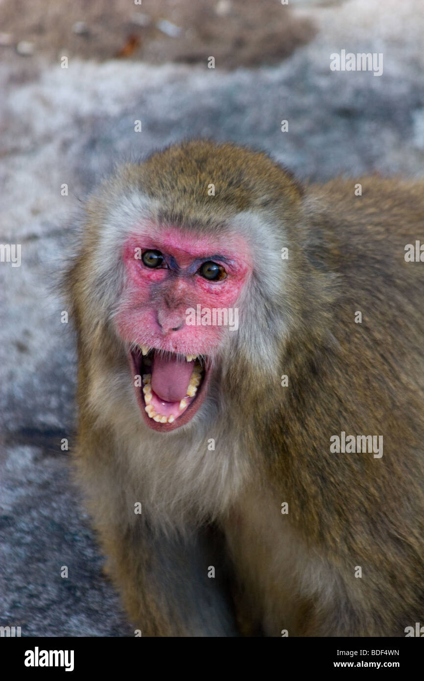 Macaque scream hi-res stock photography and images - Alamy
