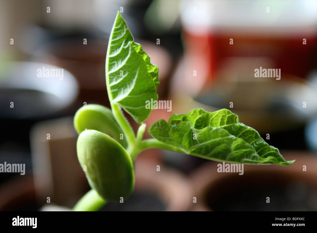 Shoot vegetables hi-res stock photography and images - Alamy
