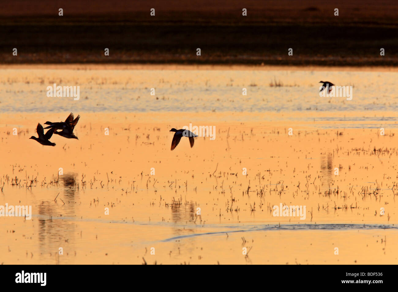 Swans in Flight Stock Photo - Alamy