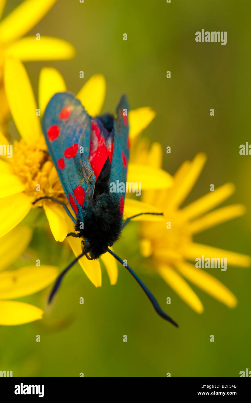 British Moth Hi res Stock Photography And Images Alamy british-moth-hi-res-stock-photography-and-images-alamy