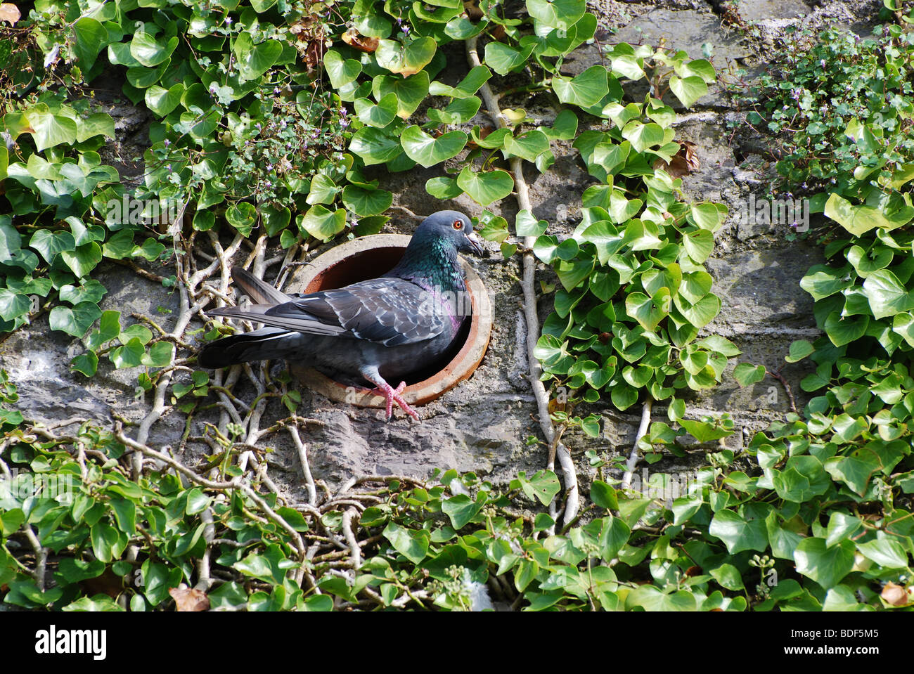 pigeon at nesting pipe number 2768 Stock Photo - Alamy