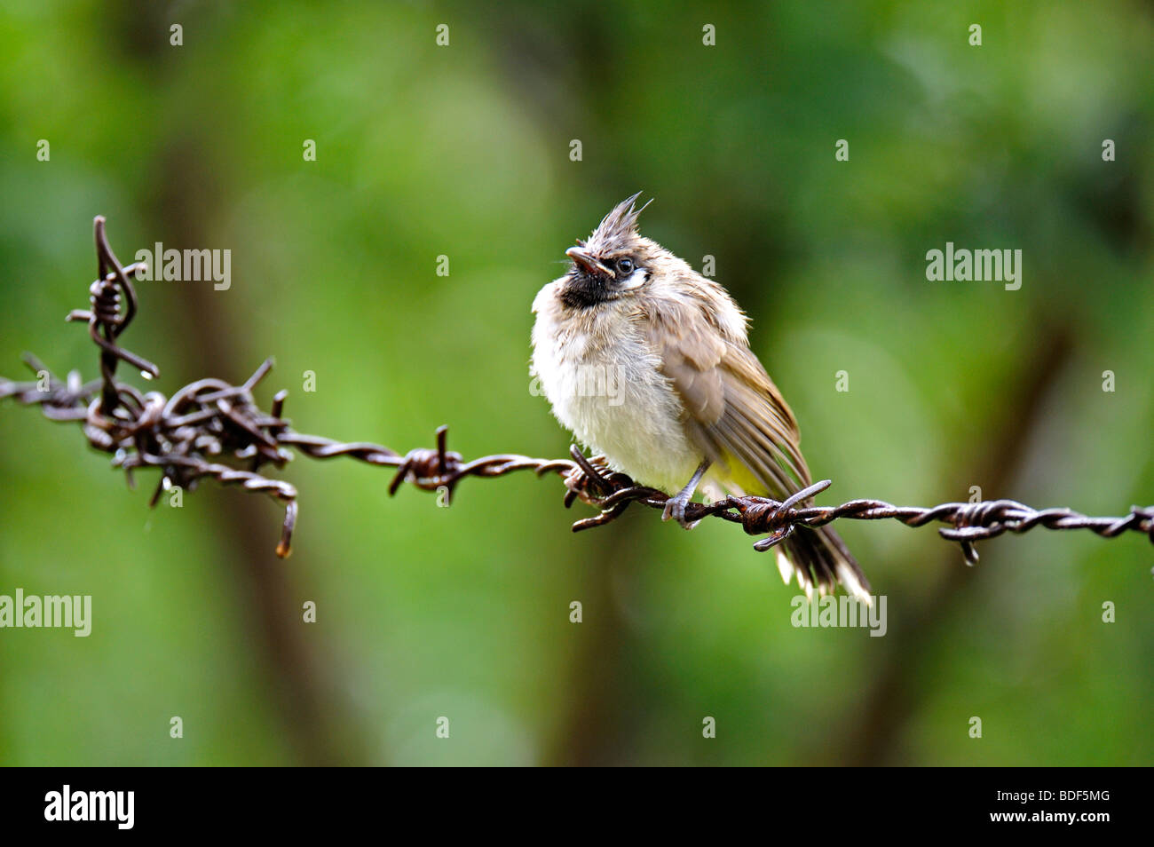 White Cheeked Bulbul Bird on a wire in Himalayas Stock Photo - Alamy