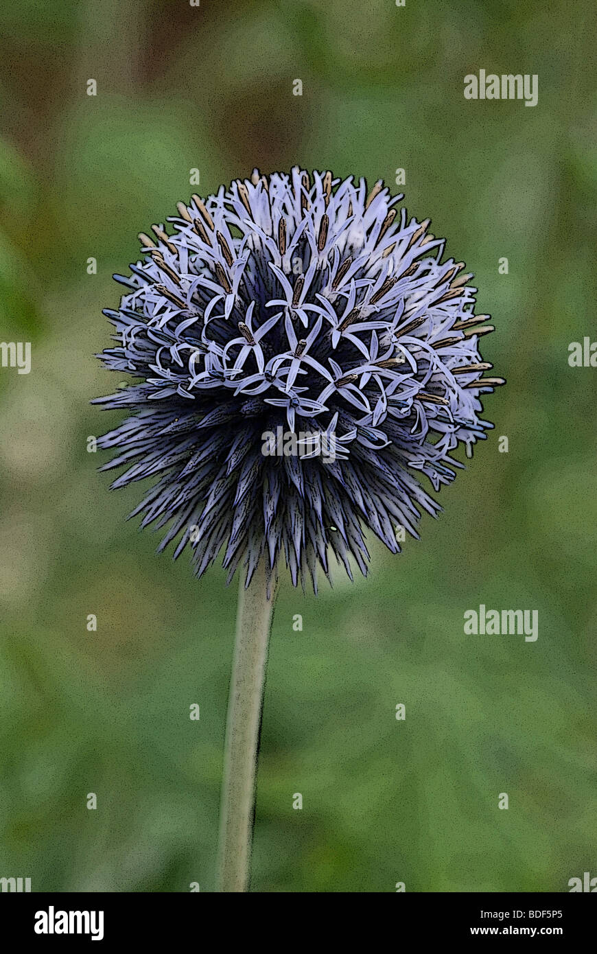 Echinops perennial hi-res stock photography and images - Alamy