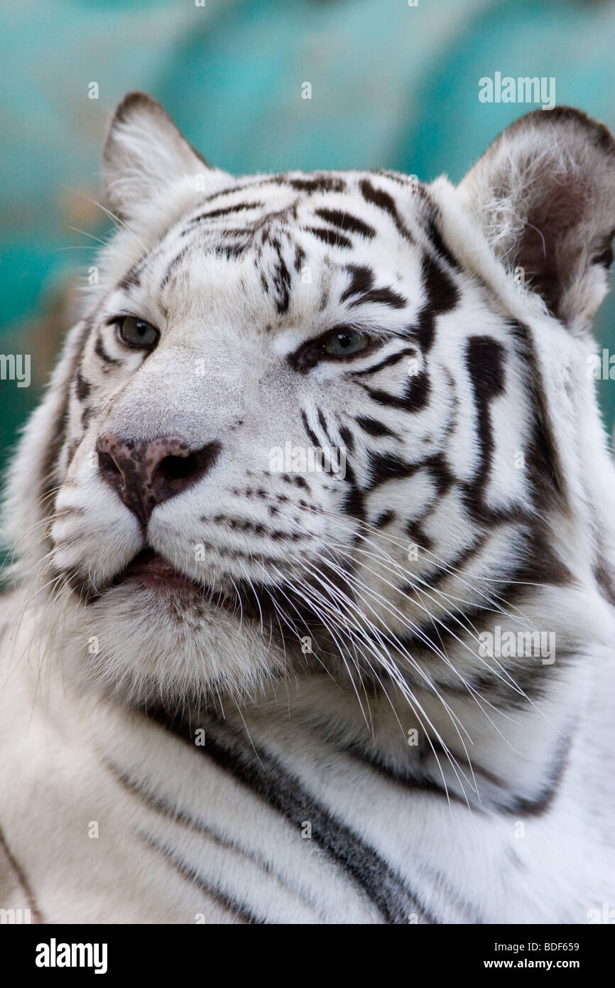 Vertical portrait of a white tiger in the Moscow zoo Stock Photo - Alamy