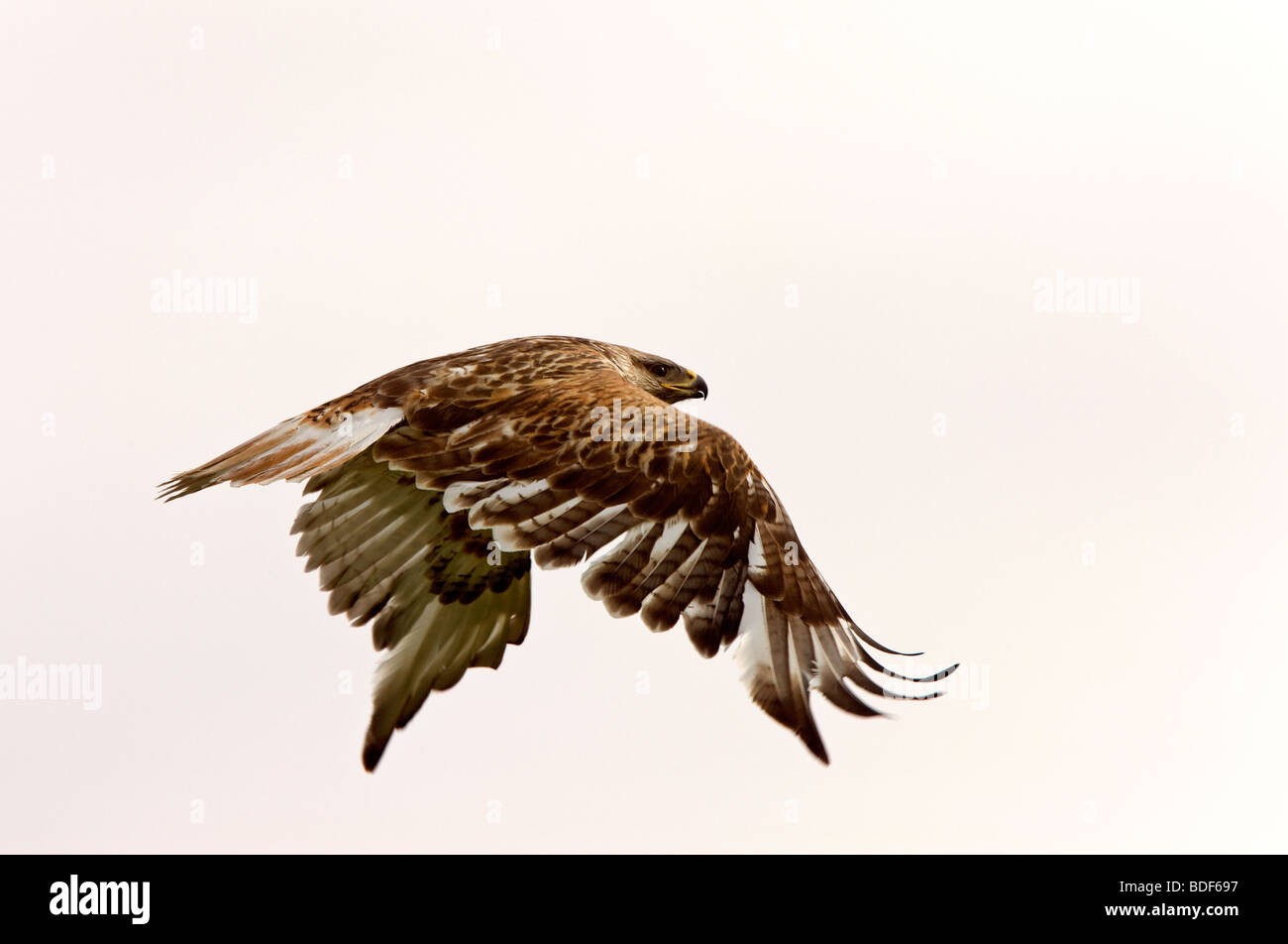 Swainson Hawk in Flight Canada Stock Photo - Alamy