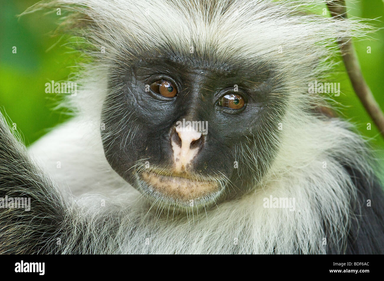 Front view of a black monkey hi-res stock photography and images - Alamy