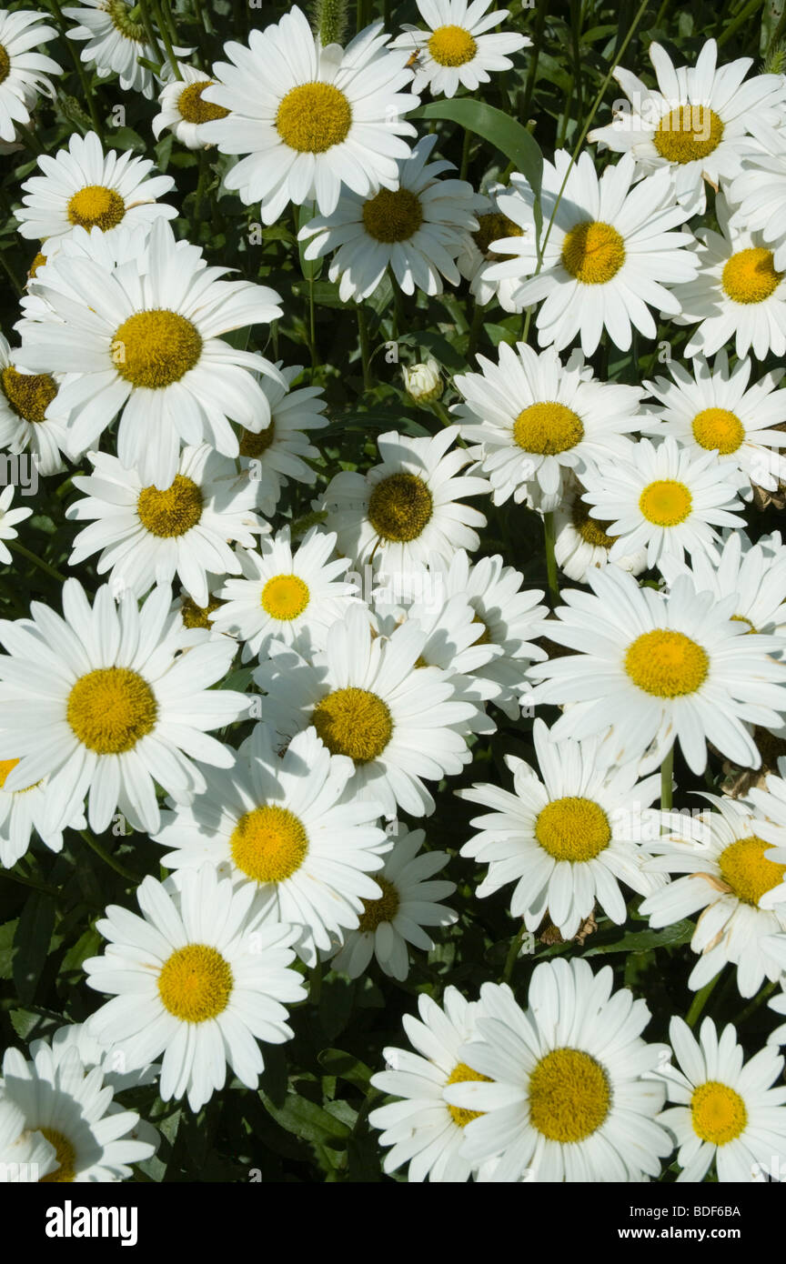 Group of daisies in a garden Stock Photo - Alamy