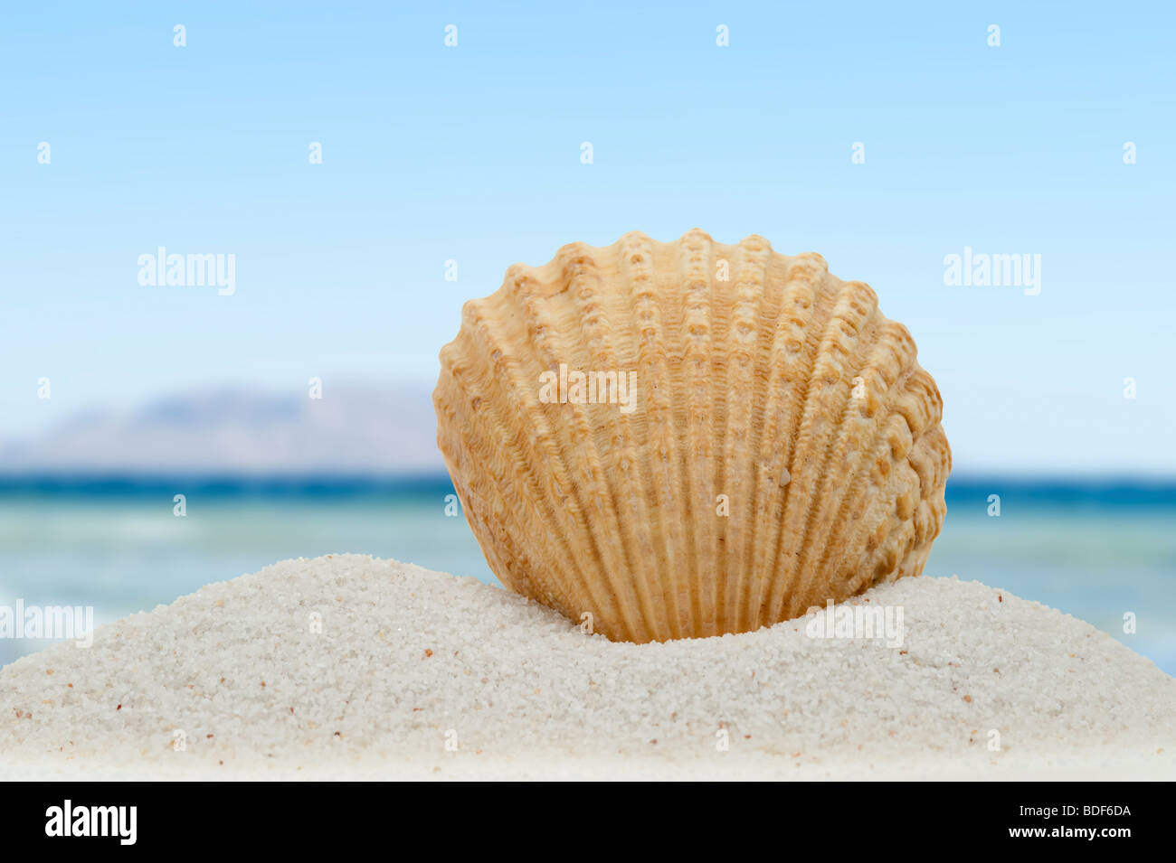 Sea shell in summer on the beach Stock Photo - Alamy