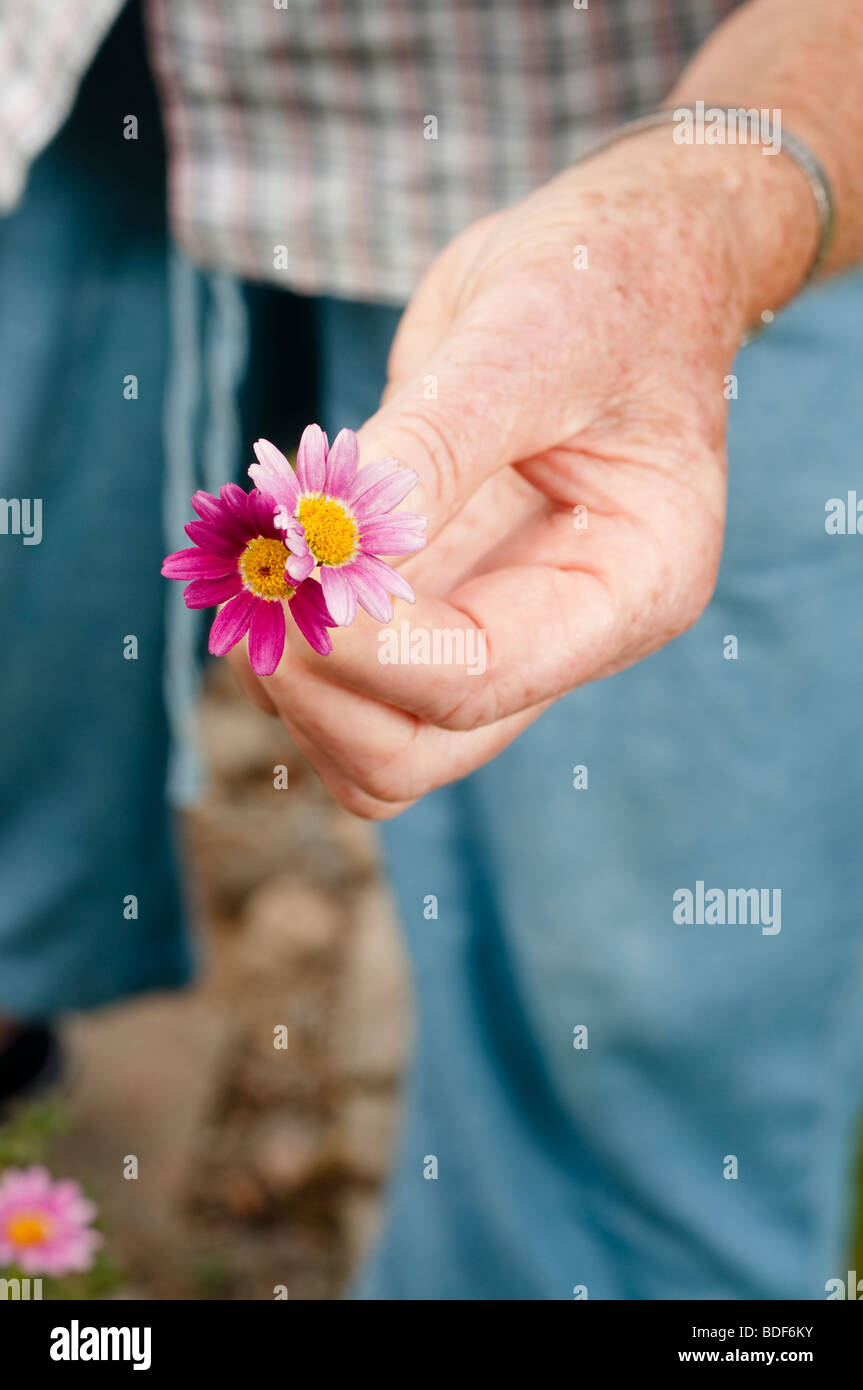 Elderly woman hand held hi-res stock photography and images - Alamy