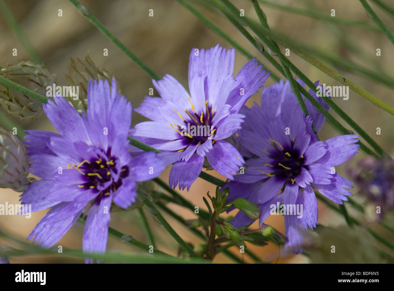Catananche caerula hi-res stock photography and images - Alamy