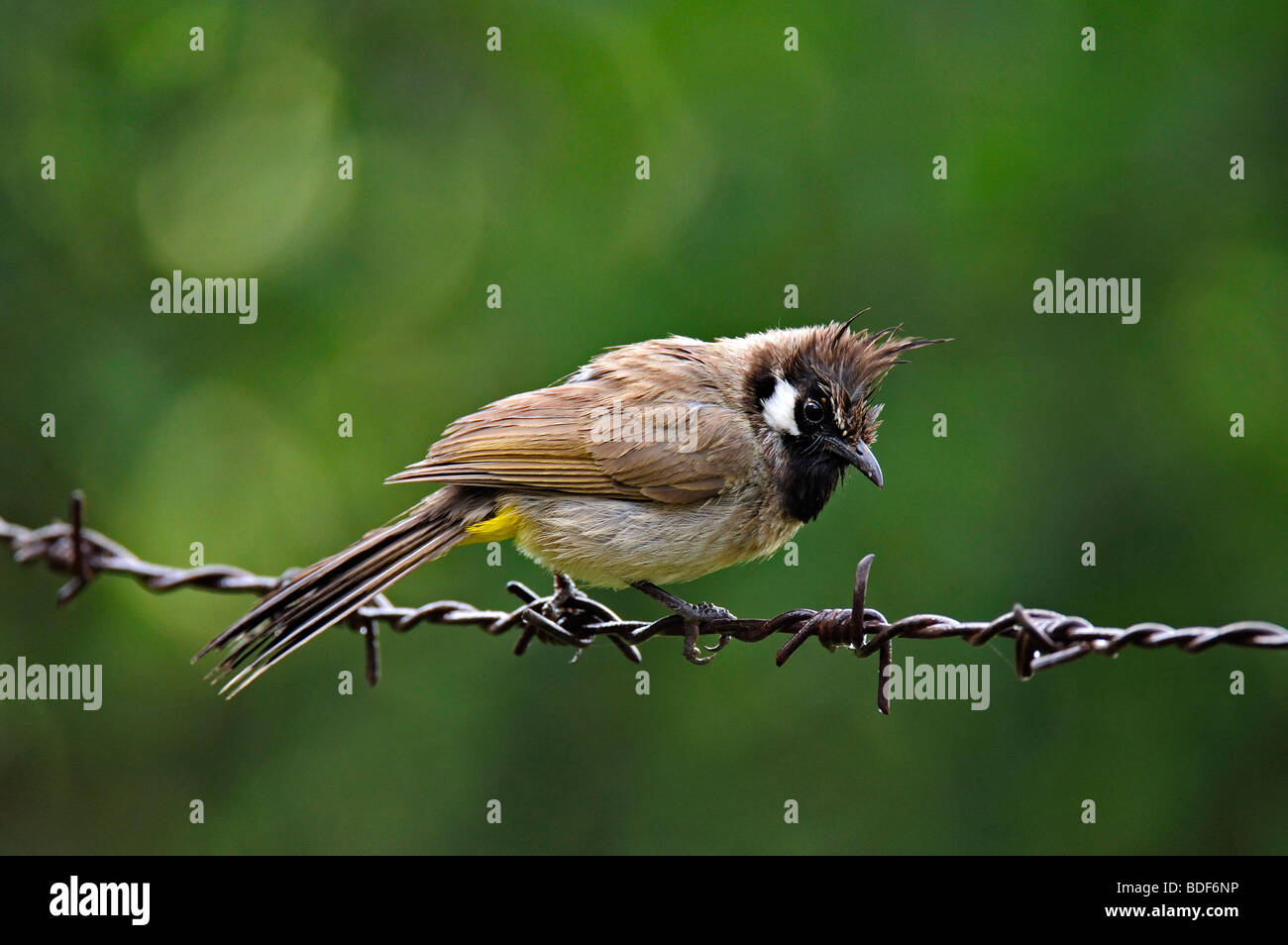 White Cheeked Bulbul Bird on a wire in Himalayas Stock Photo - Alamy