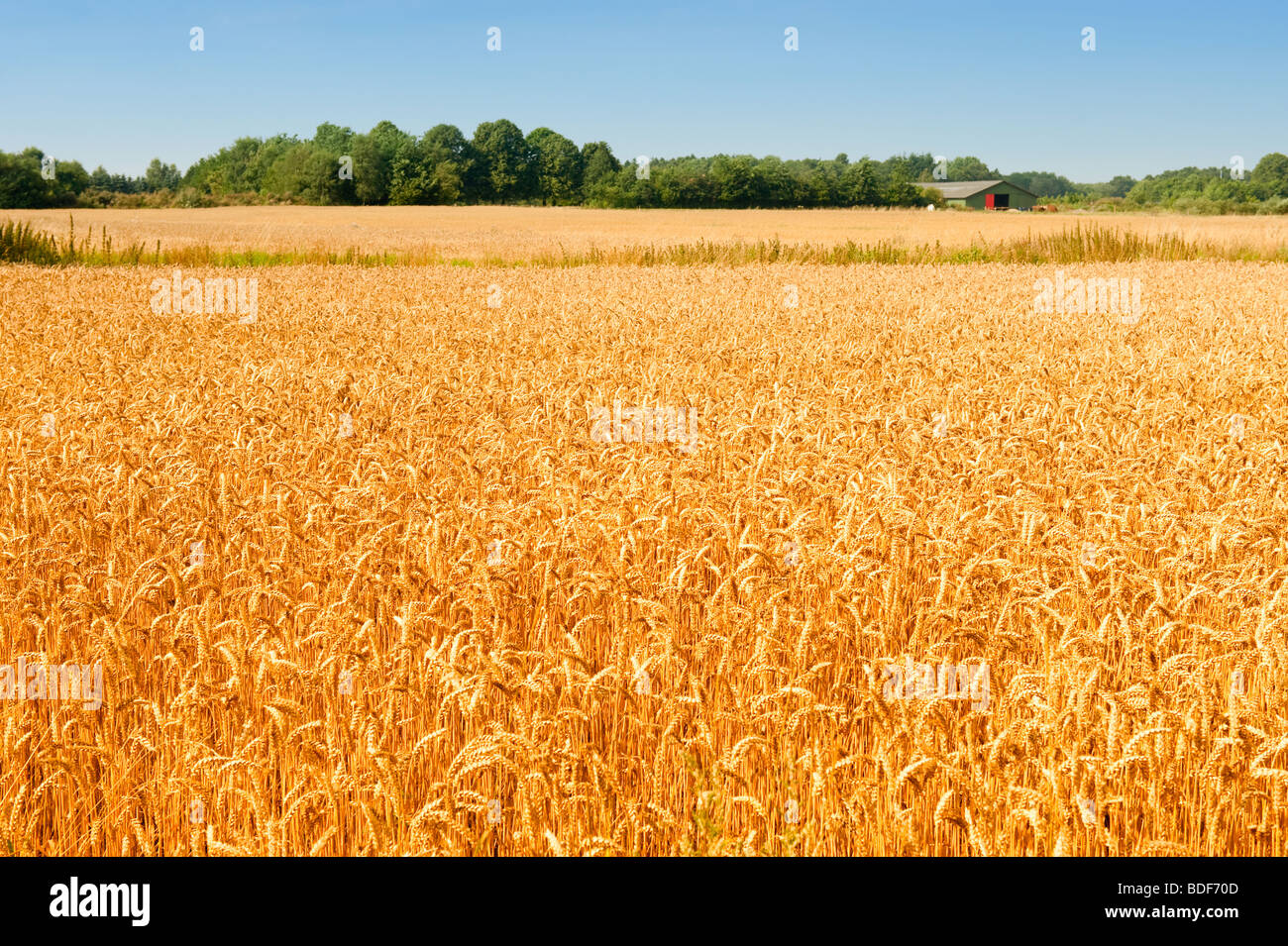wheat field in Denmark Stock Photo - Alamy