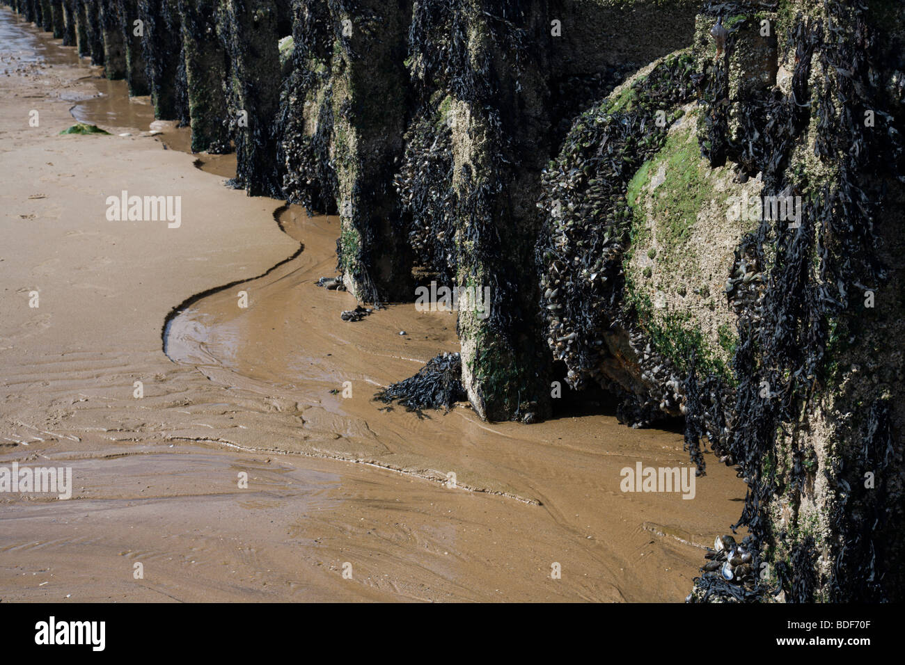 Groynes covered in seaweed and limpets on Bridlington's North Beach ...