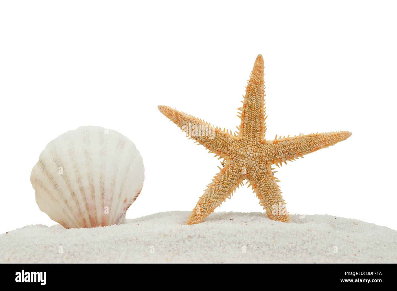 sea shell and starfish on sand isolated on a white background Stock ...