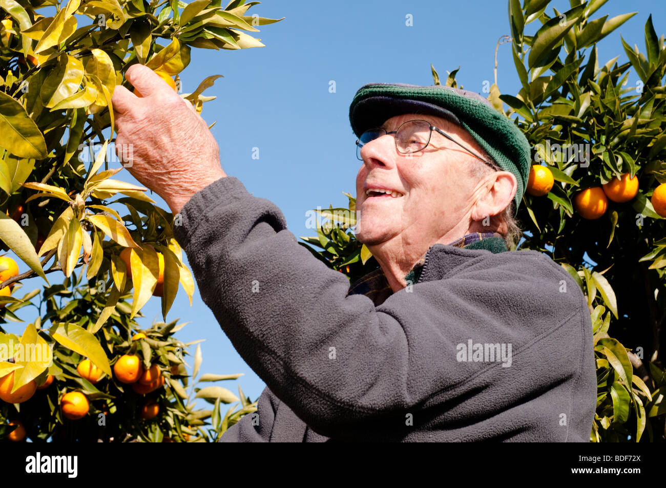 Senior man picking lemon from fruit tree Stock Photo - Alamy