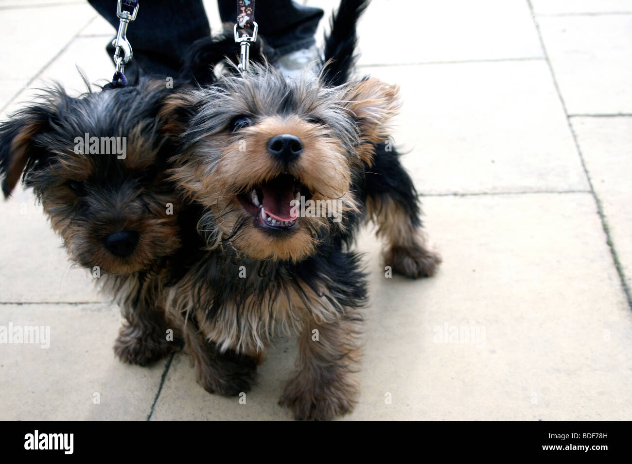Two small dogs bark barking hi-res stock photography and images - Alamy