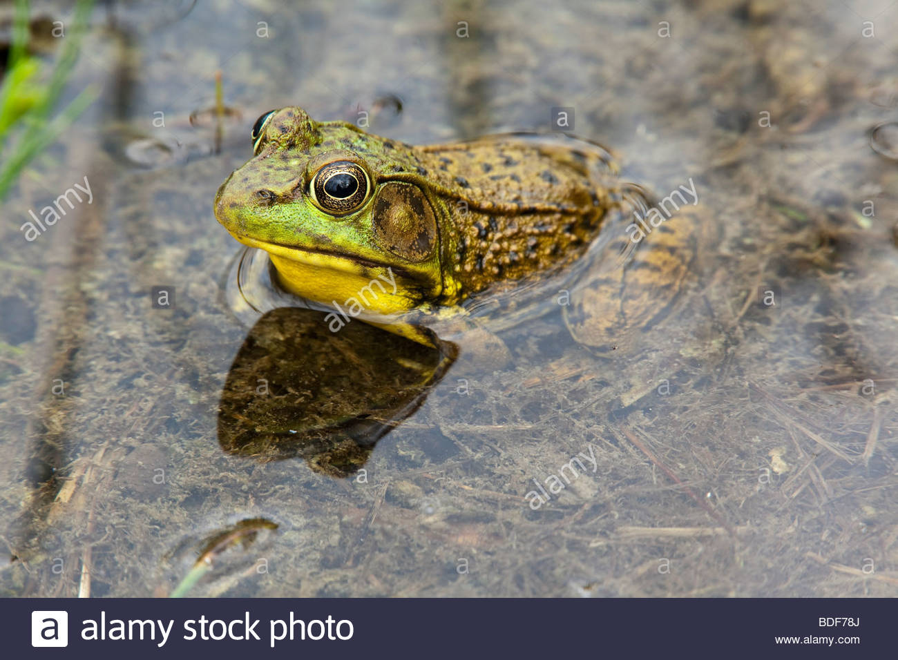 Male Rana High Resolution Stock Photography and Images - Alamy