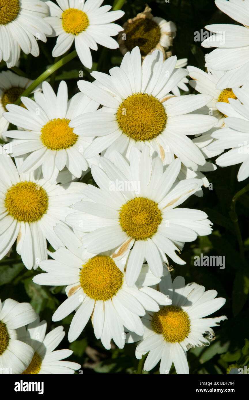 Group of daisies in a garden Stock Photo - Alamy