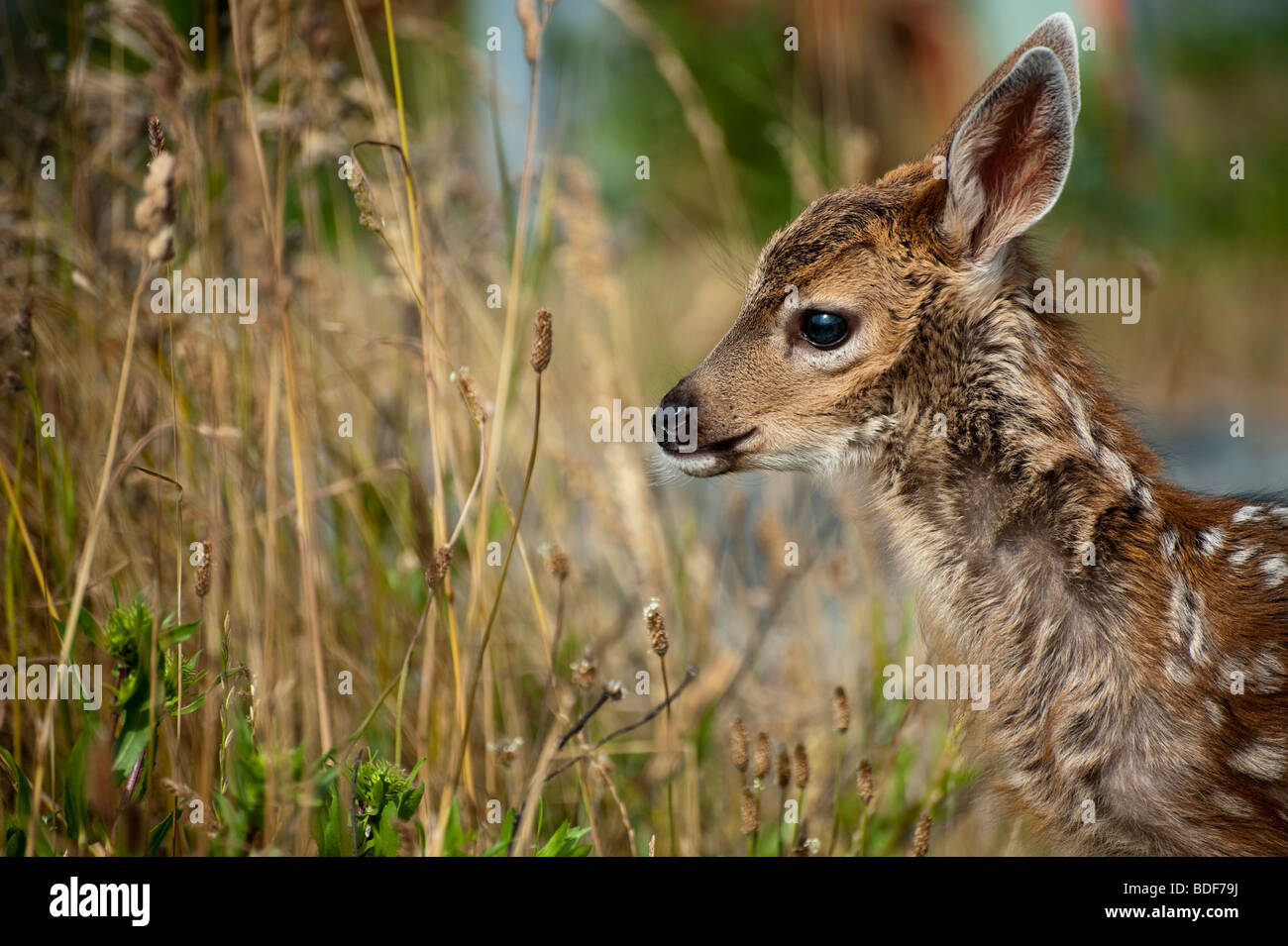 A very cute young spotted fawn is seen munching on grass in a field on ...