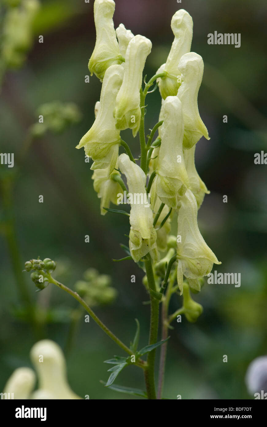 Yellow flower aconitum lycoctonum hi-res stock photography and images ...
