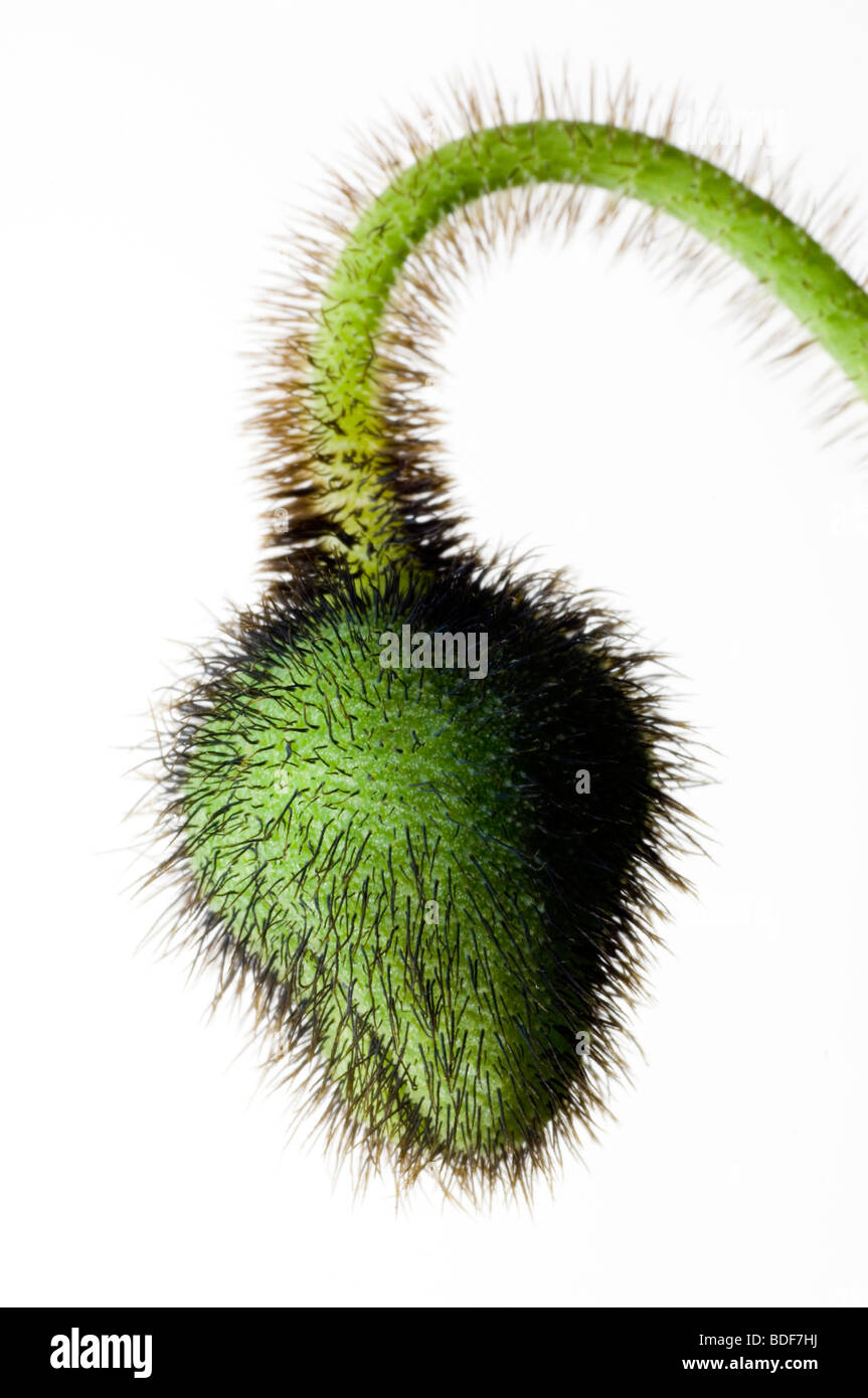 Poppy flower head before blooming against white background Stock Photo ...