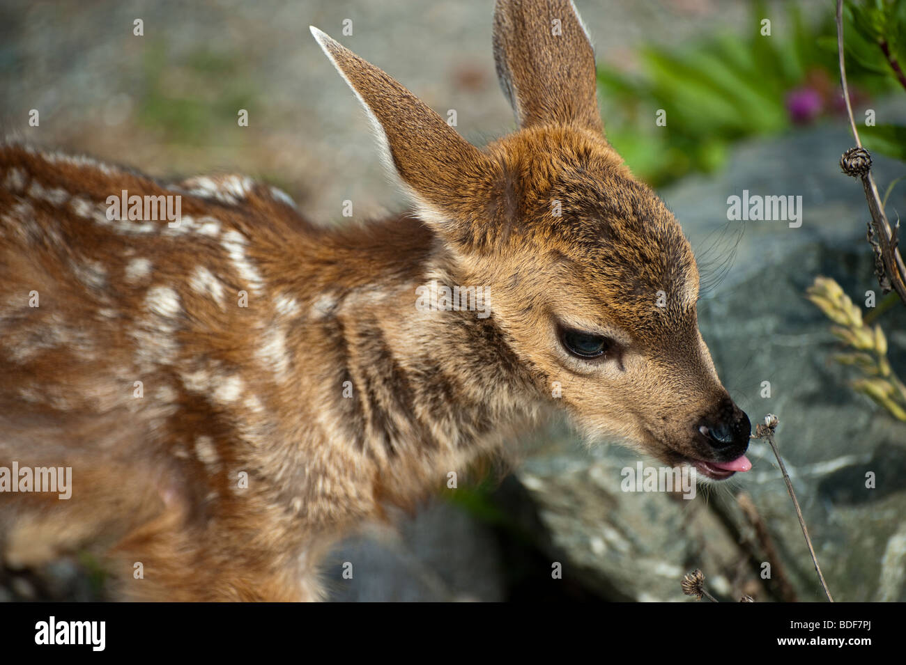 A very cute young spotted fawn is seen munching on grass in a field on ...