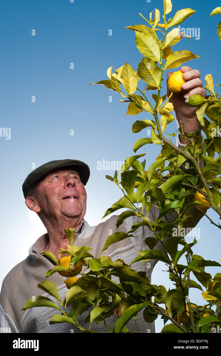Picking lemons hi-res stock photography and images - Alamy