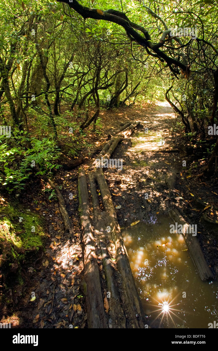 Log bridge hi-res stock photography and images - Alamy